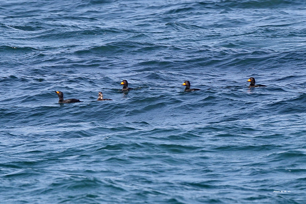 ADCP Application in Flood Management of Olenyok River